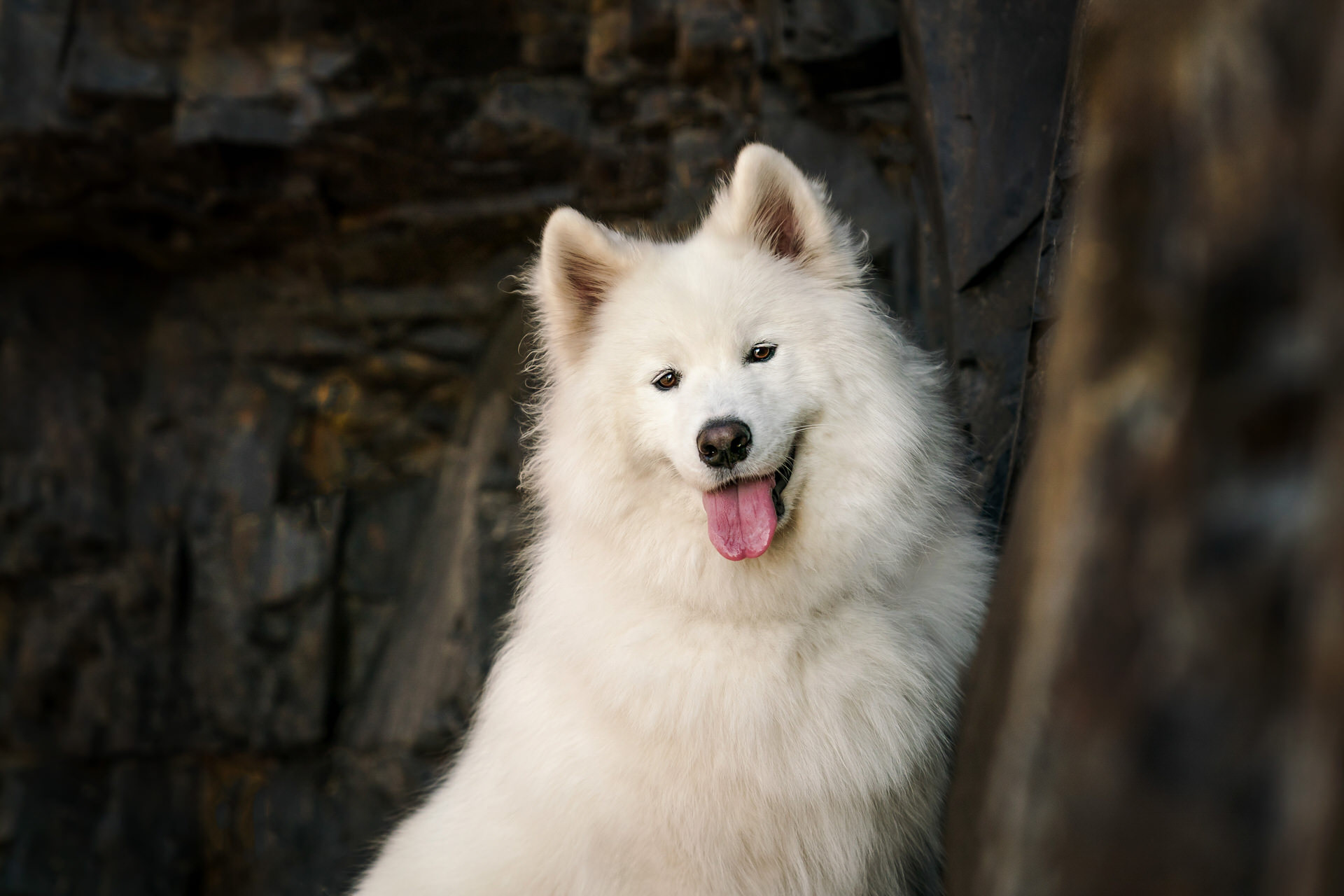 Capturing the Charm of Scout, a Samoyed, on the Oregon Coast