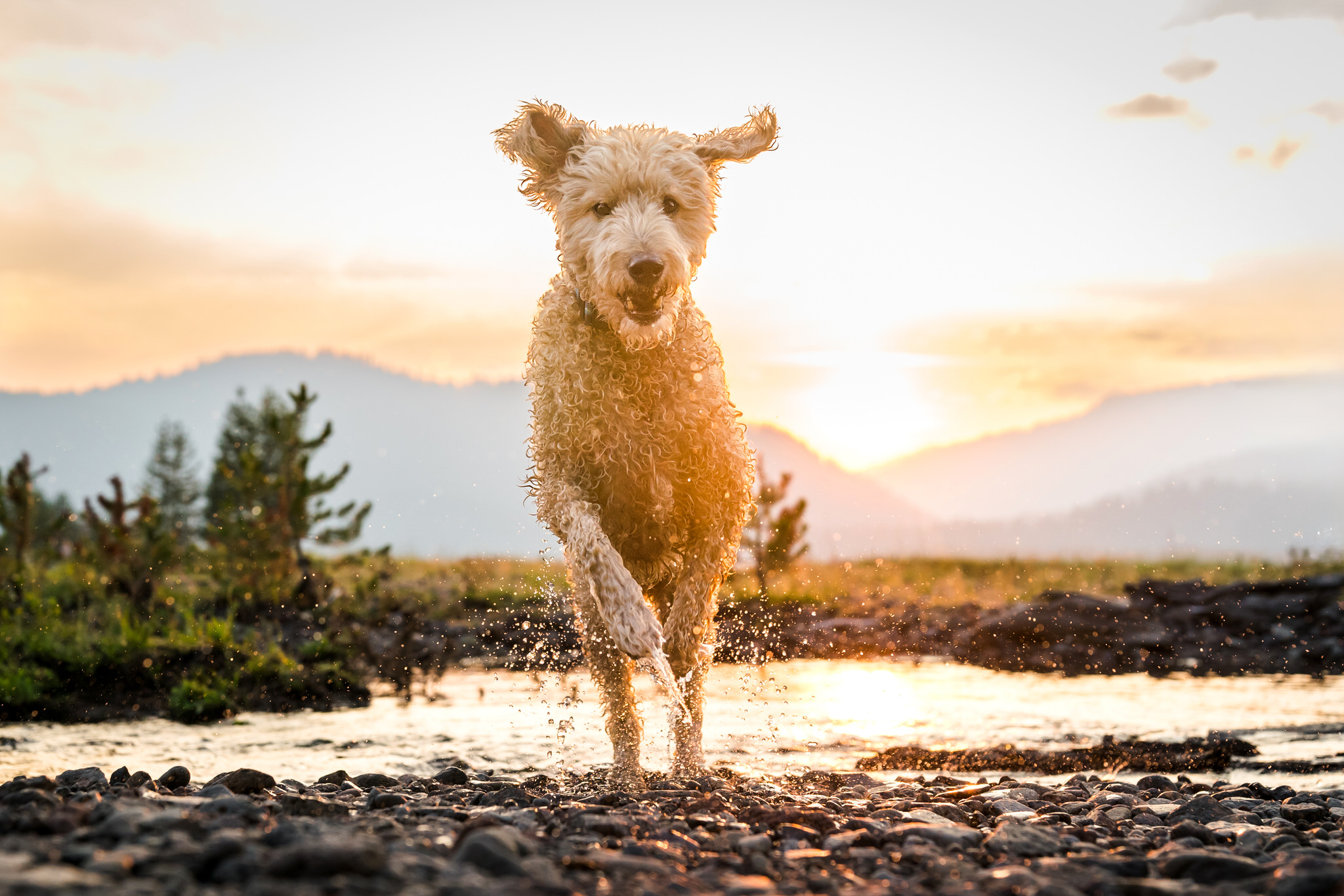 Incredible Camping Adventure with My Dog in Bend, Oregon