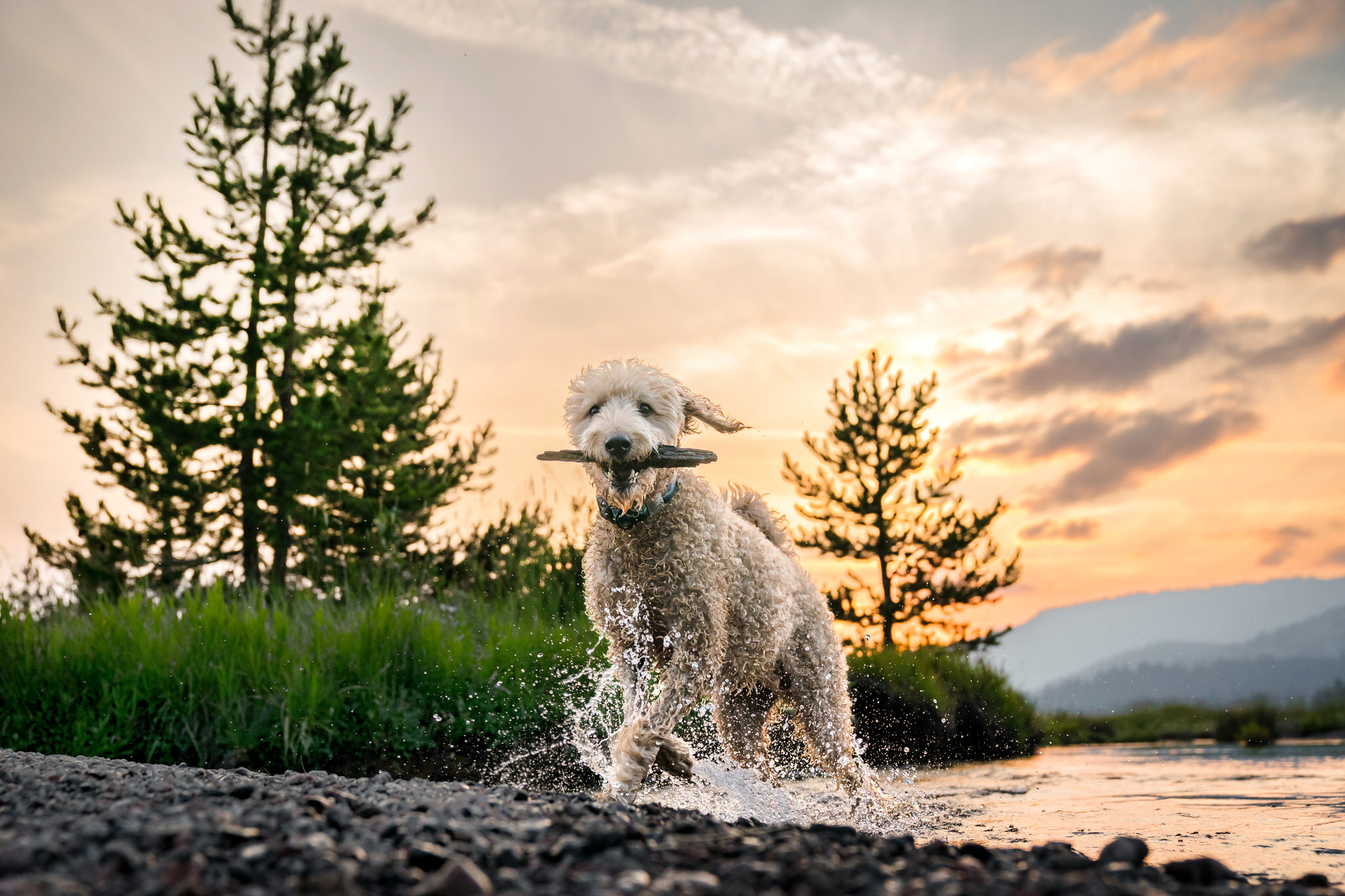 Incredible Camping Adventure with My Dog in Bend, Oregon