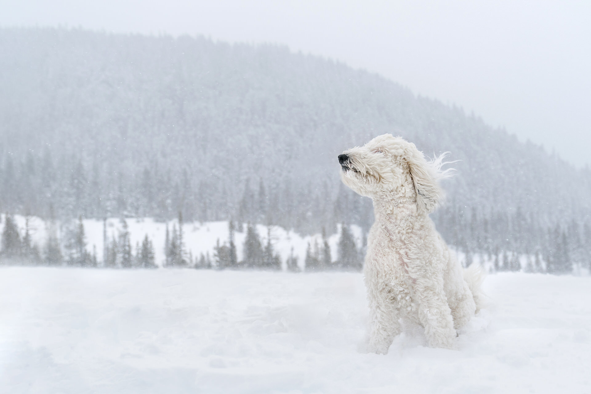 Spellbinding Adventure with Obi, the Marvelous Snowball Sheepadoodle