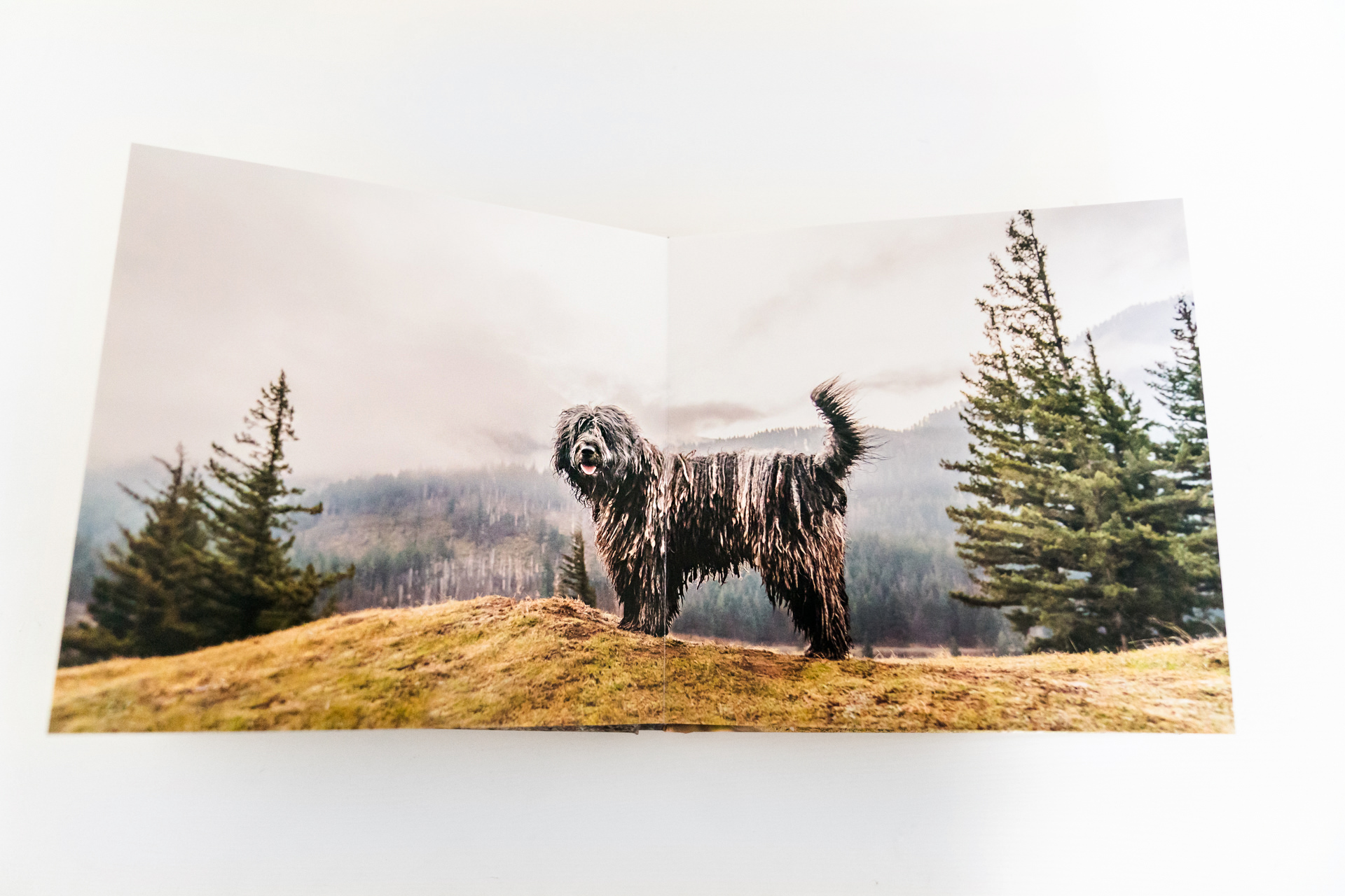 Info - Lindsay Baca Photography