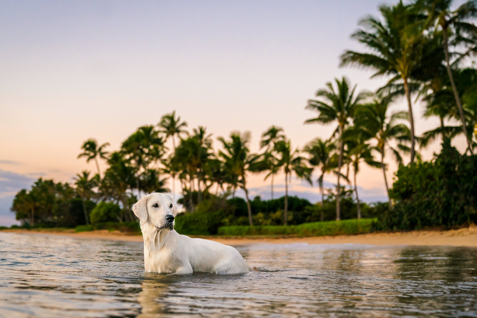 Bella | A Hawaiian Sunrise Adventure on Oahu - Lindsay Baca Photography